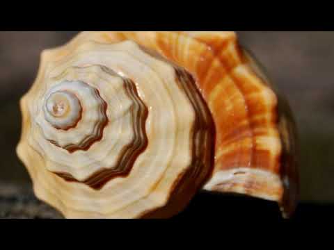 Spiral Nature - Fibonacci