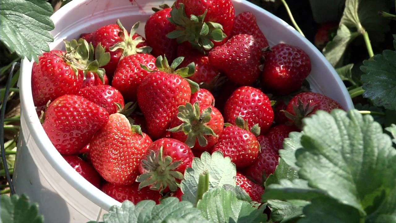 North Carolina Food Manufacturing Task Force