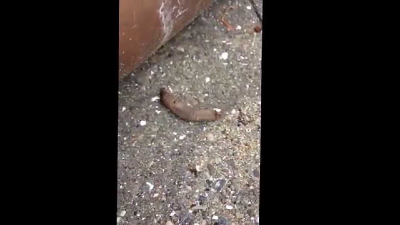 /r/Whatsthisbug Maggot.