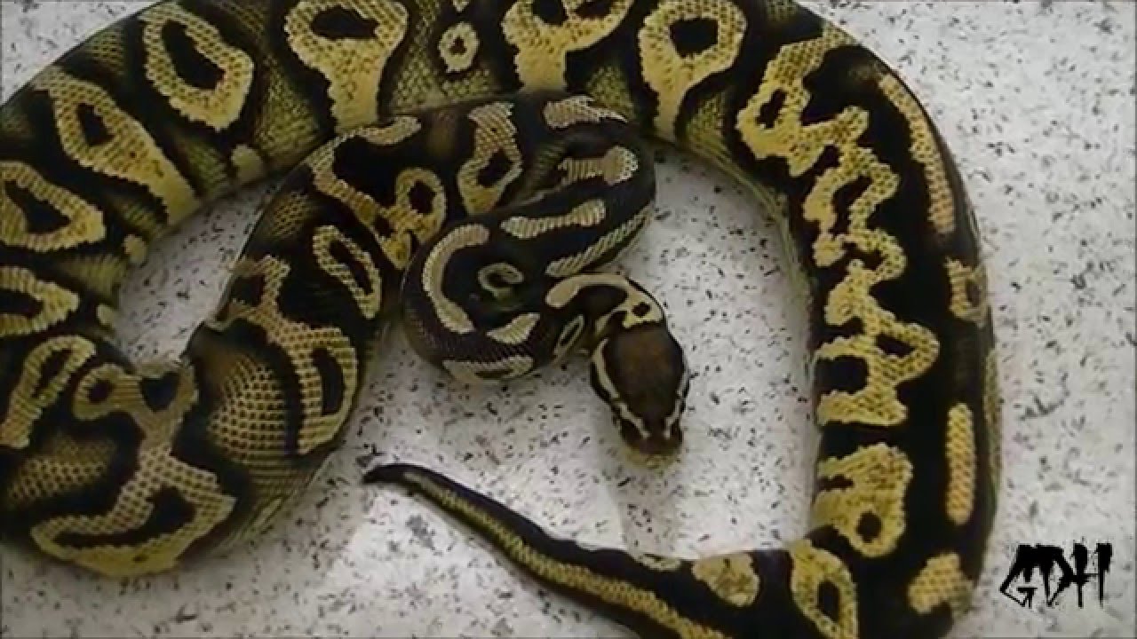 Beautiful Pastel Yellowbelly Ball Python Showcase