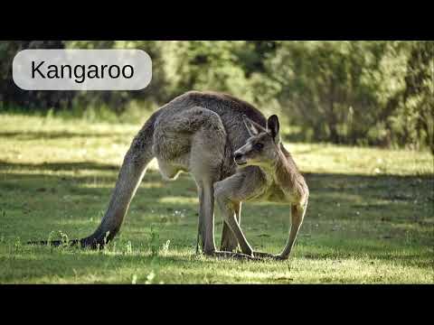 How to say Kangaroo - Word Pronunciation - Read Along (Australian Accent) Picture Dictionary English