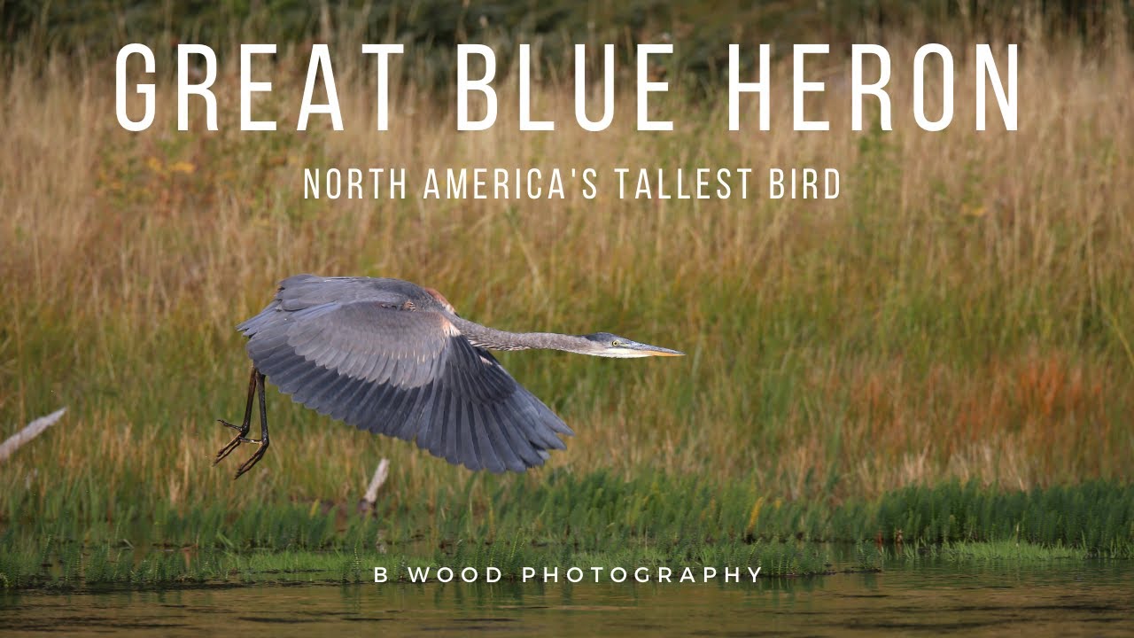 Great Blue Heron (Ardea herodias) | North America's Tallest Bird 📏