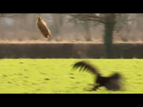 Fantastic Falconry