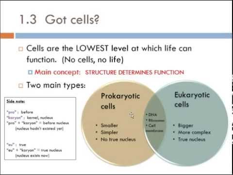 What is a cell and what do all organisms have in common.