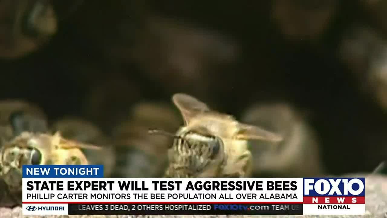 State expert to test aggressive bees