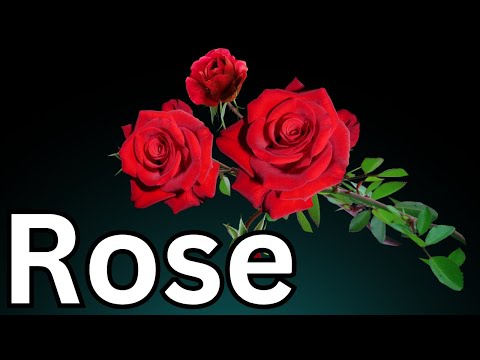 Learn How to Pronounce 'Rose'! Correctly (Flower Pronunciation)