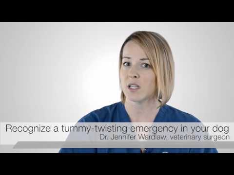 Go with your gut: How to recognize a tummy-twisting emergency in your deep chested dog