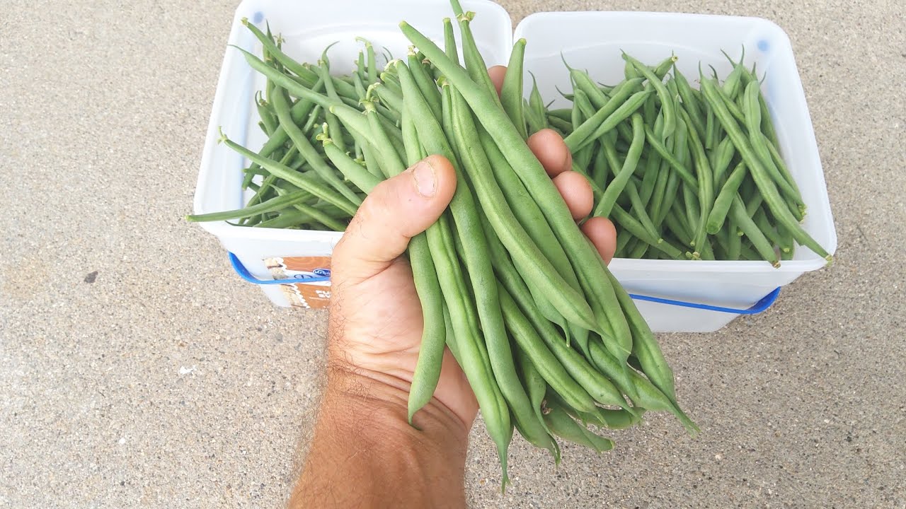 Picking Our First Kentucky Blue Pole Beans of the Season 7/17/24 🌱 #GardeningTips #urbangardening