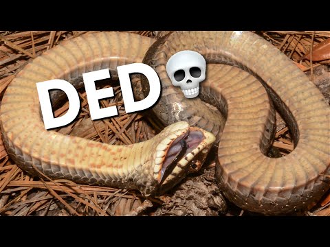 First Name: Hognose, Last Name: Drama