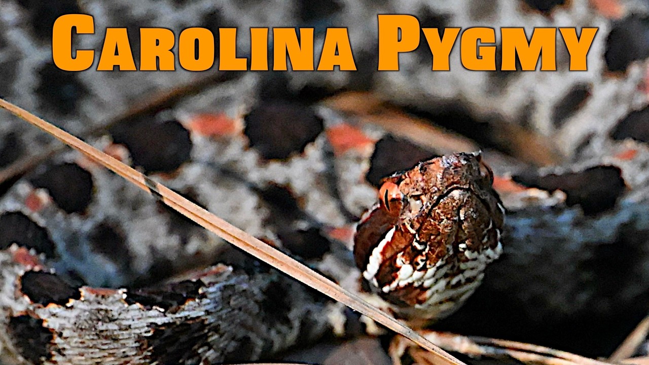 SO MANY SNAKES! South Carolina Herping Hi-Lites (Copperheads, Cottonmouths & More!)