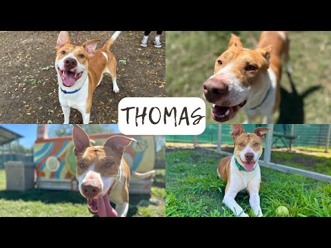 Dog for adoption - Thomas Bunny Ear Trained Boy, a Pit Bull Terrier ...