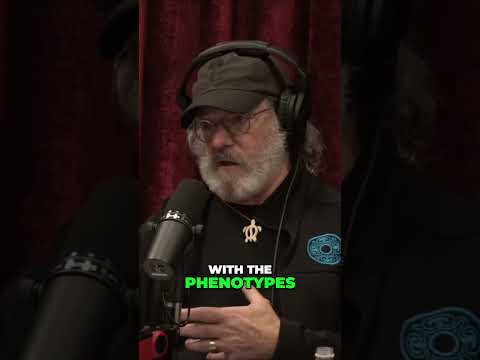 Unlocking the Mysteries of Psilocybe Cubensis Strains