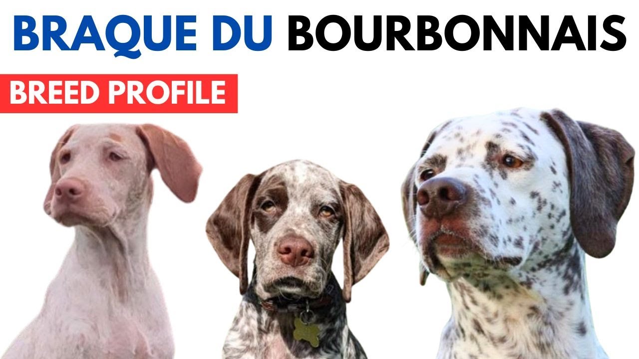 Braque du Bourbonnais Breed Profile History - Price - Traits - Braque du Bourbonnais Grooming Needs