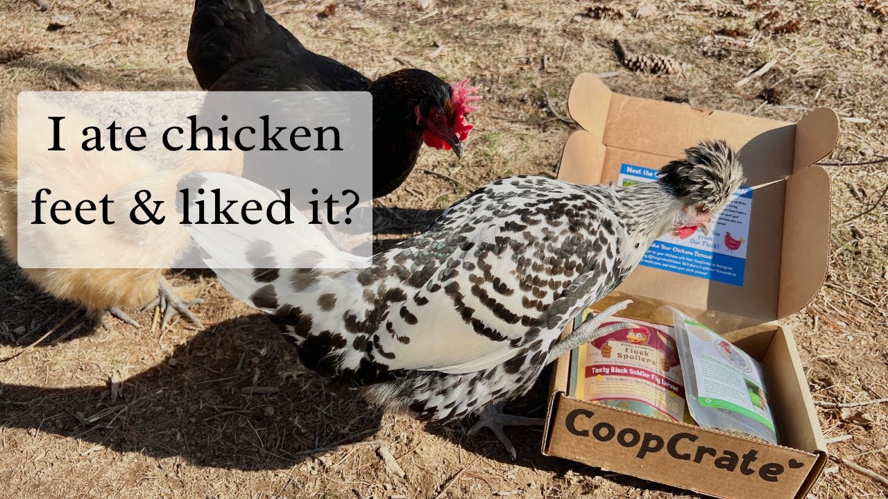 CoopCrate unboxing and cleaning my Eglu chicken coop and run