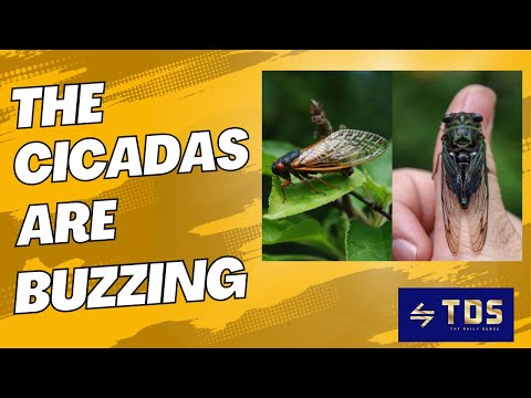 Cicada Invasion 2025 - Look and Listen