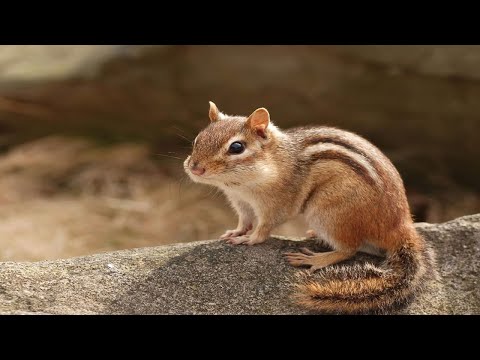 American Sign Language ASL Video Dictionary - chipmunk