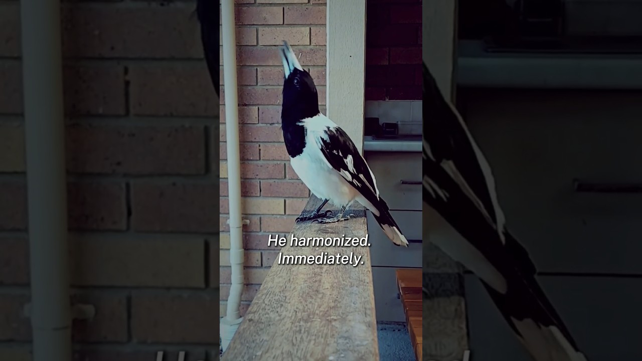 He heard this melody twice. Then he did THIS