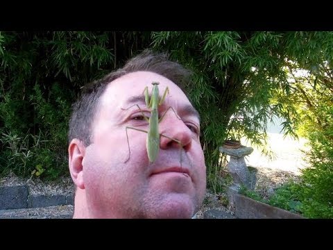 Mantis Mania in Japan!