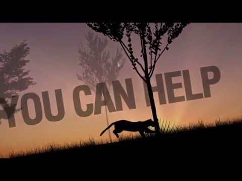 Help Save the Florida Panther