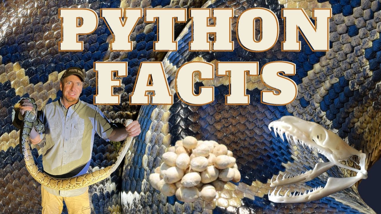 Quick facts: Burmese python Florida's largest snake