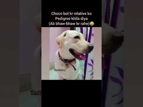 FUNNY DOG MEMES #ytshorts #shorts
