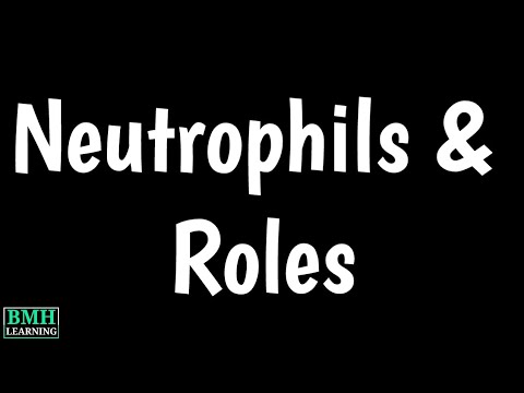 Neutrophils | Roles Of Neutrophils In Body | Low & High Levels Of Neutrophils |