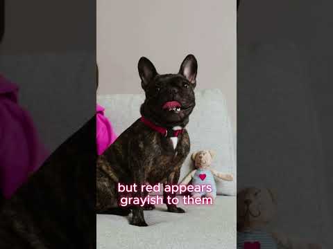 What Colors Can Dogs REALLY See? The Truth About Canine Vision! 🐕🎨