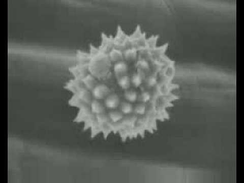 Ragweed Allergies