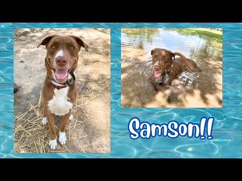 Dog for adoption - Silly Samson Splashes in the Day and cuddles at ...
