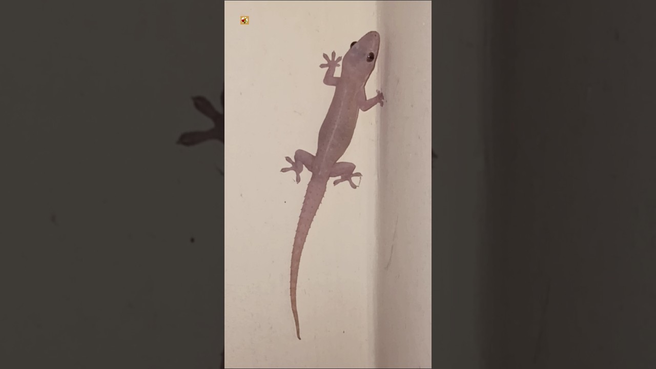 Lizard Sound | Lizard Call