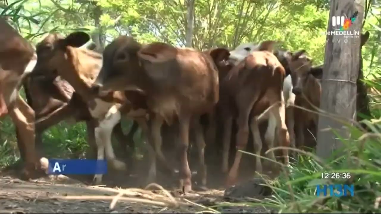 Capturan dos hombres por ser los presuntos responsables de robar 47 cabezas de ganado en San Carlos