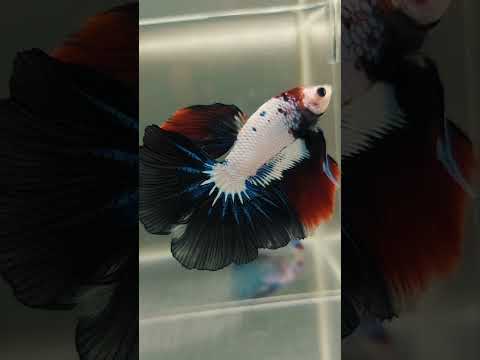 Premium Quality Betta Fish For Auction | Betta Fish | Exotic Breed | Aqua dn |