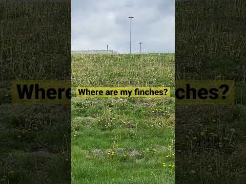 Where are my Goldfinches?