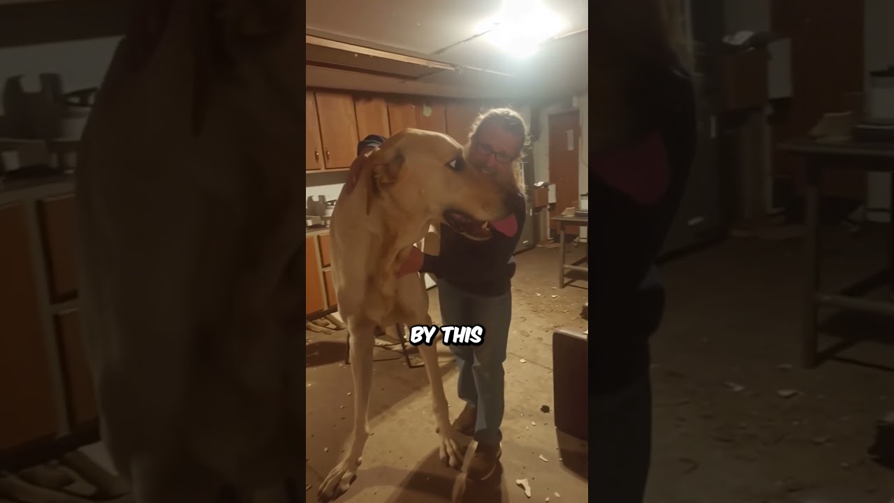 Meet the Giant Dog That Shocks Everyone