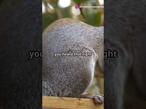 Squirrel Secrets 5 Surprising Facts! #animals #funfacts #facts #interestingfacts