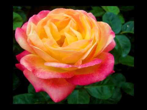 Schjo's 25 best flower pictures