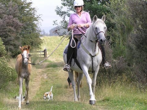 Weaning Time-long Lead Ropes-Halter Starting the Foal - NOT the Weanling.