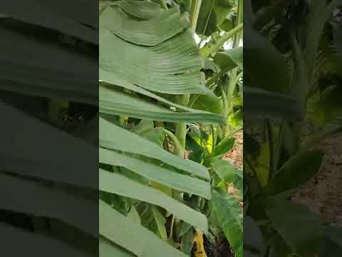banana plant