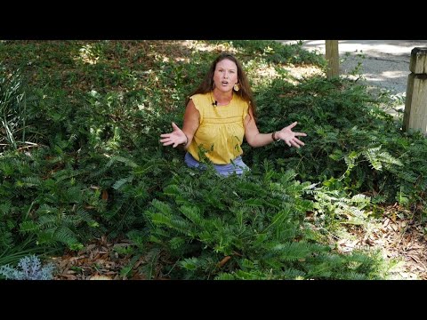 Get It Growing: Plum yew is a lush, dependable low-growing shrub