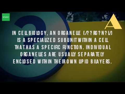 What Is The Meaning Of Organelles In Biology?
