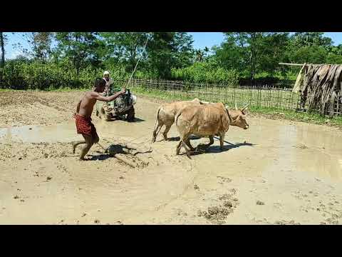 "Ploughing on Sunday"