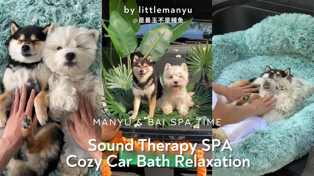 【ASMR】Manyu & Bai - Sound Therapy SPA & Cozy Car Bath Relaxation