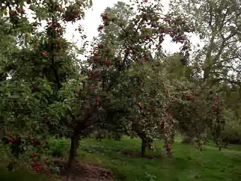 Apple varieties Tremlett's Bitter and Yarlington Mill