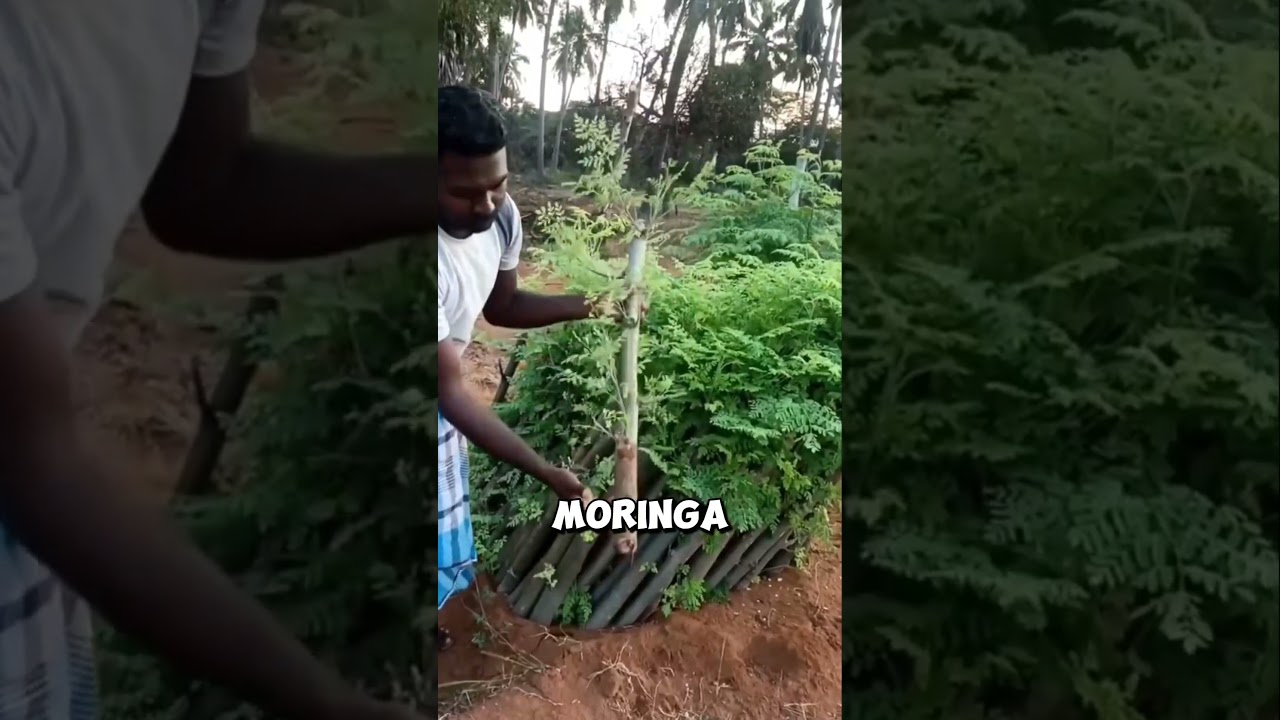 This Tree Grows Back… Without Roots 🤯