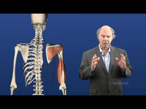 The Biomechanics Of The Shoulder