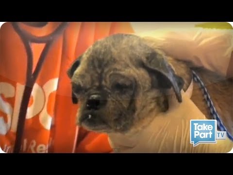 ASPCA Uses Donation Money to Help Neglected Pets⎢TakePart TV