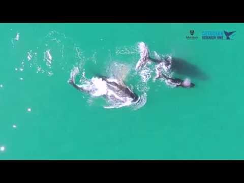 UAV used to assess the health of whales