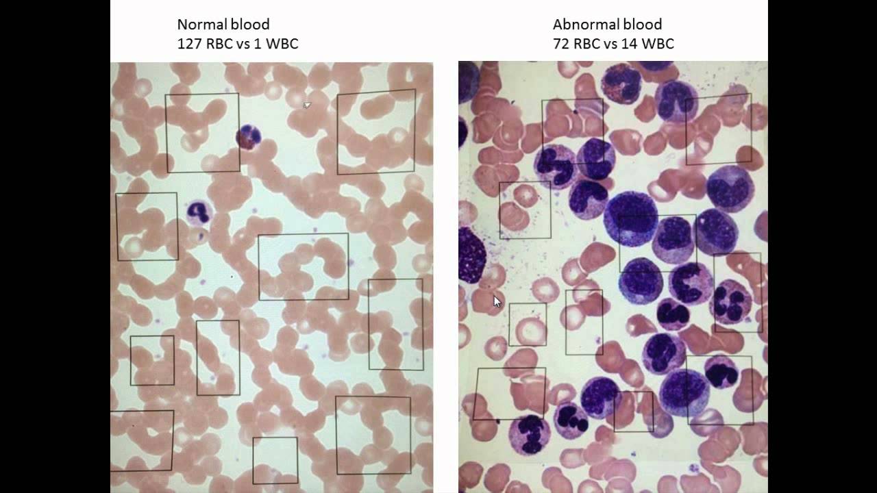 Online Microscope Toolkit
