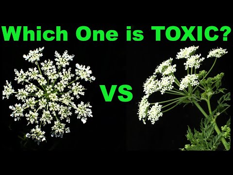 Don't Mistake Wild carrot for Its Deadly Cousin!