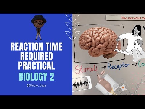 Reaction time Required Practical ~ GCSE Biology Paper 2